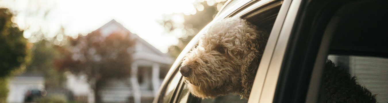 Pet Health Voluntary Benefits | Progressive Commercial